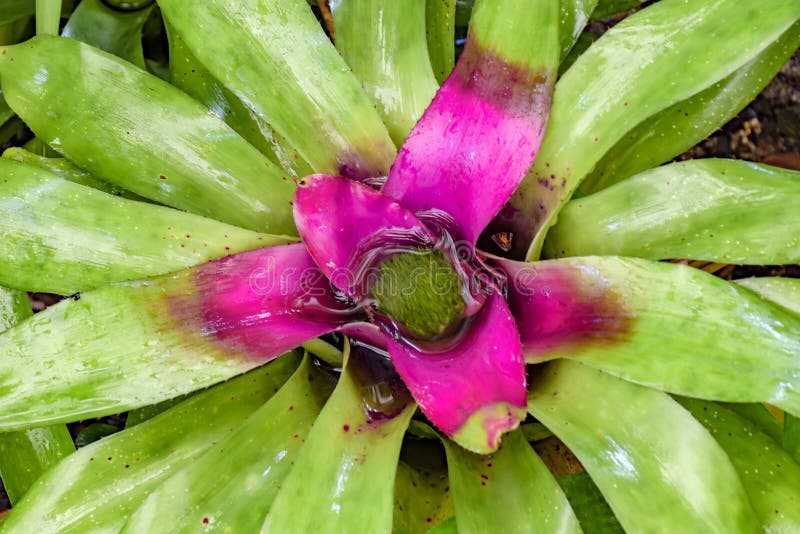 Bromeliad Leaves Native To the Brazilian Atlantic Forest Stock Photo ...