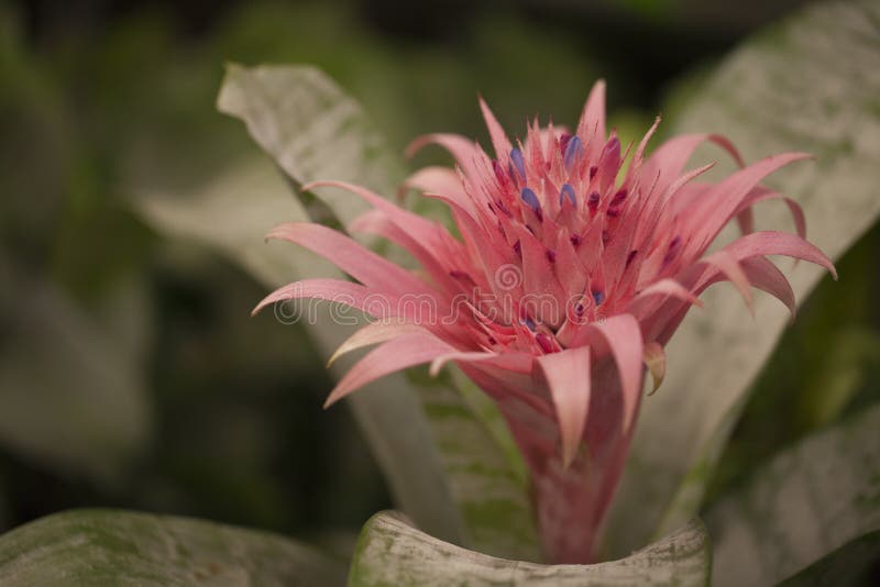 Bromeliad with Pink Flower. Aechmea Fasciata Stock Image - Image of ...