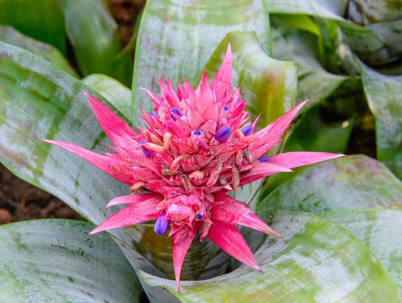 Bromeliad pink flower stock photo. Image of garden, focus - 37278334