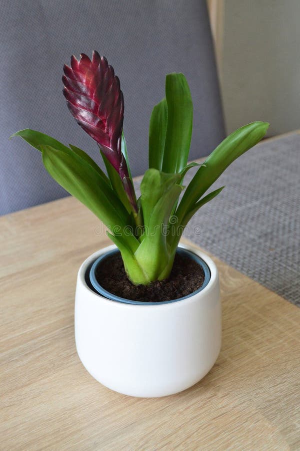 Bromeliad plant in the pot stock image. Image of bright - 271569389