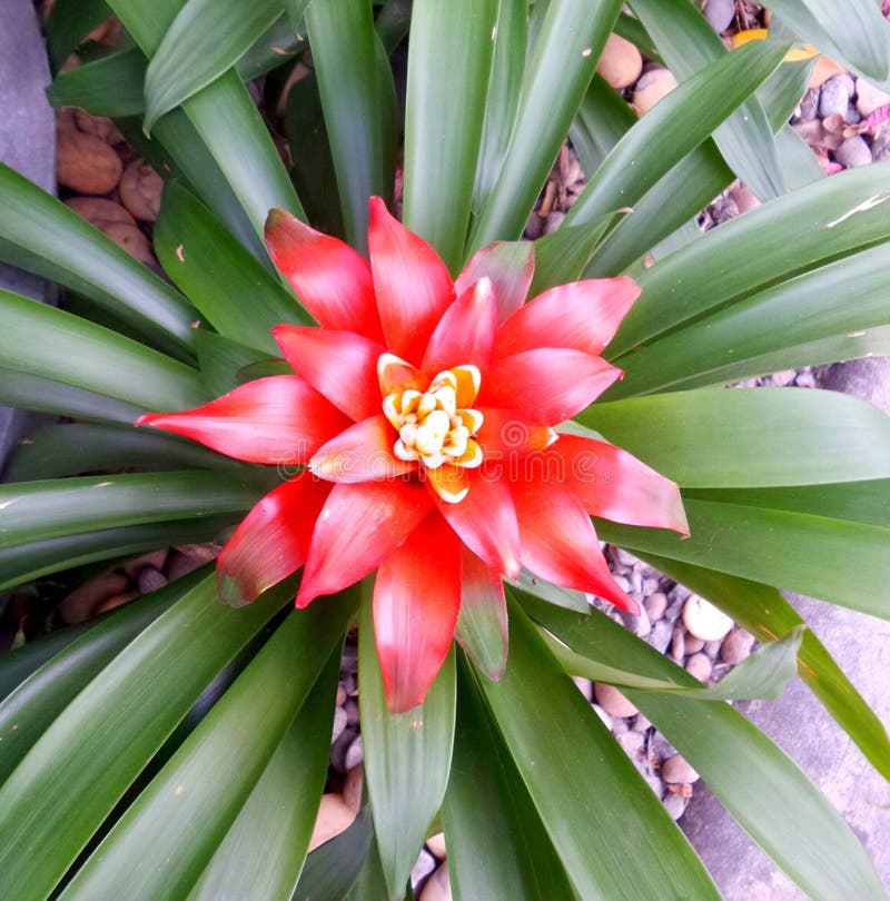 Bromeliad red flower stock photo. Image of flower, redbromeliad - 50289680