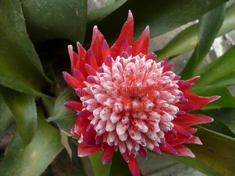 Bromeliad Red Flower, Red and White Stock Image - Image of petals ...