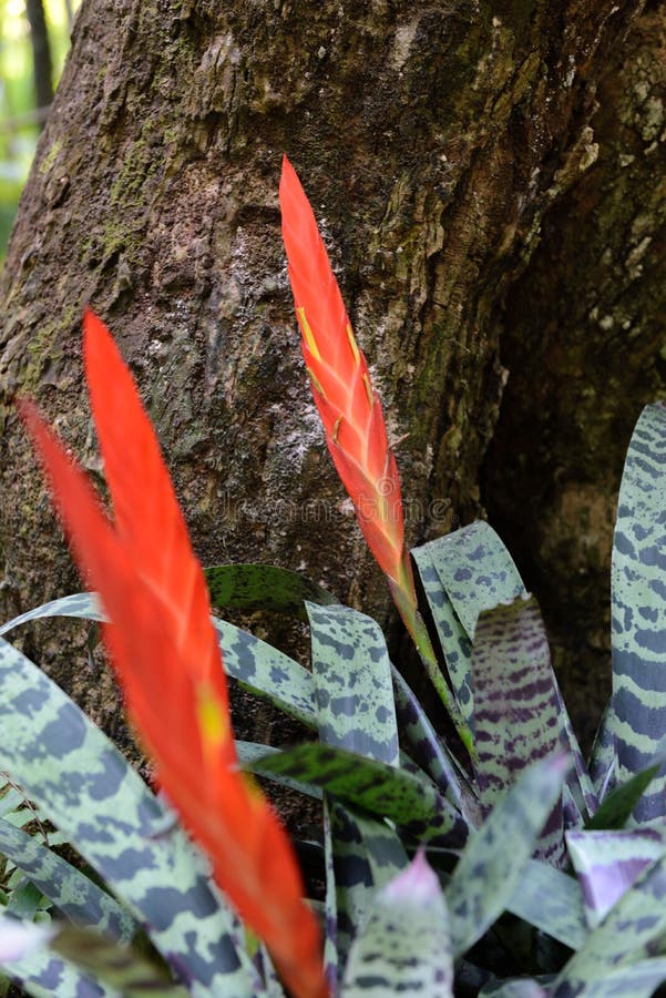 Bromeliad or Vriesea Splendens Stock Image - Image of blooming, garden ...