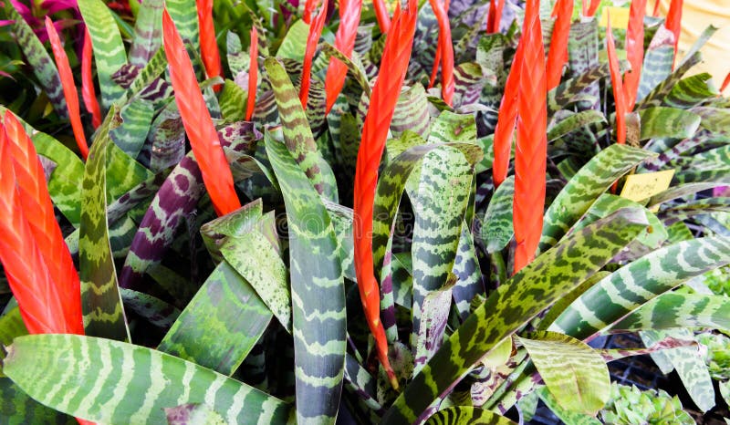 Bromeliad or Vriesea Splendens Flower Stock Image - Image of plant ...