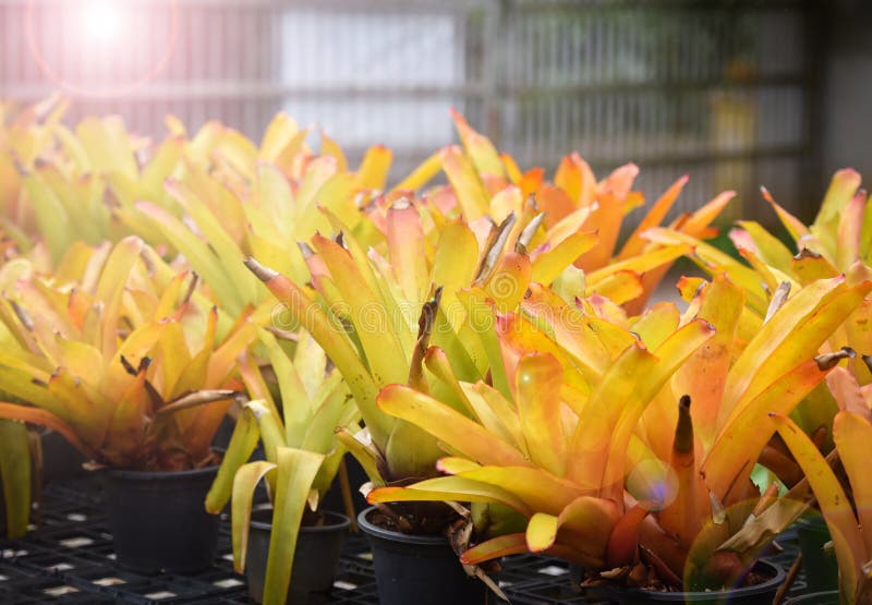 Bromeliad stock image. Image of plant, bromeliad, flowering - 90583923