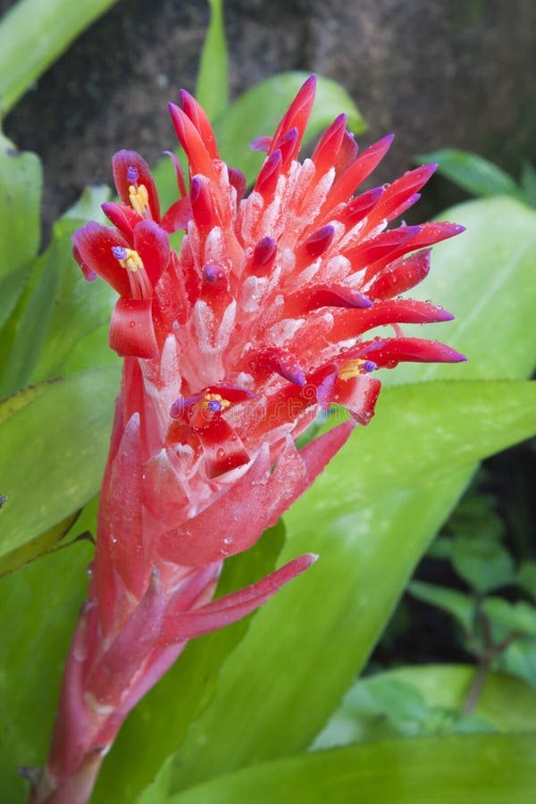 A Close Up of a Red Bromeliads Stock Photo - Image of beautiful ...