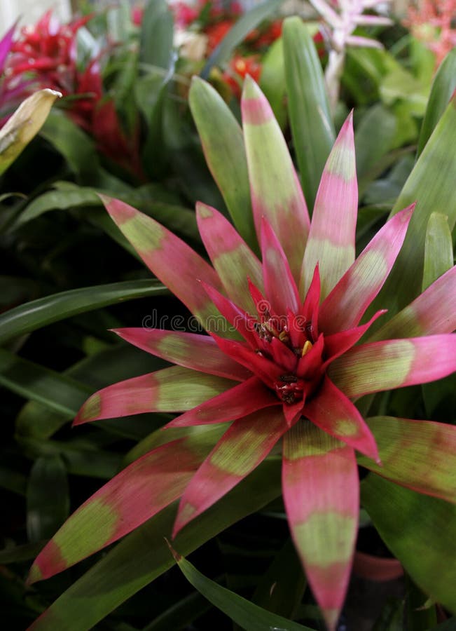 Bromeliads in Bloom stock image. Image of gardening, greenhouse - 3962473