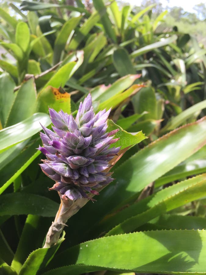 Bromeliads blooming stock photo. Image of bromeliad, blooming - 88501812