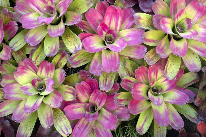 Bromeliads Display Wall Plants for Nature Background. Stock Image ...