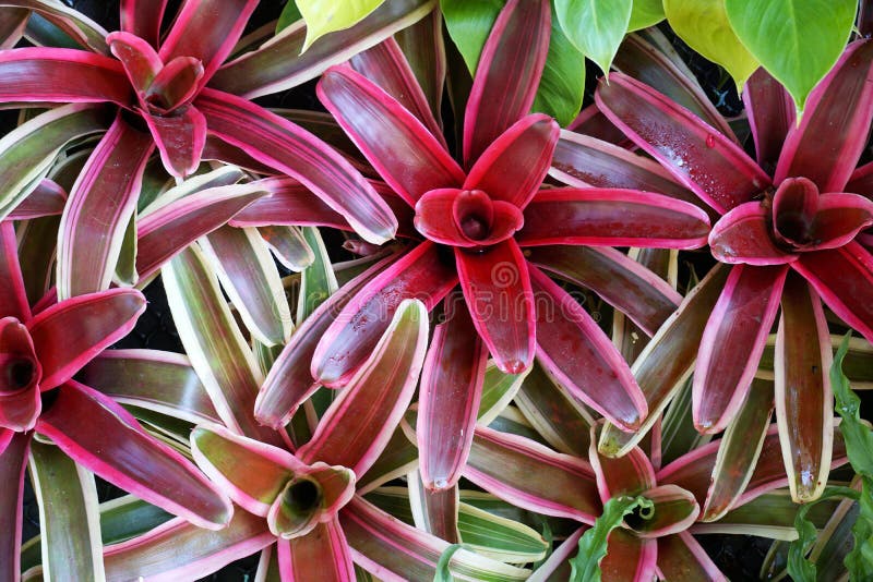 Bromeliads Display Wall Plants for Nature Background. Stock Photo ...