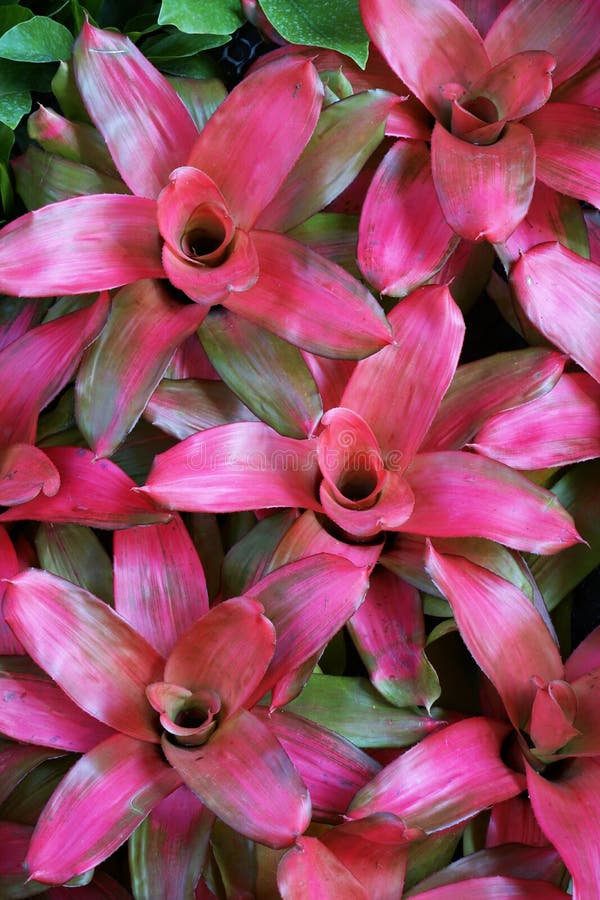 Bromeliads Display Wall Plants for Nature Background. Stock Photo ...