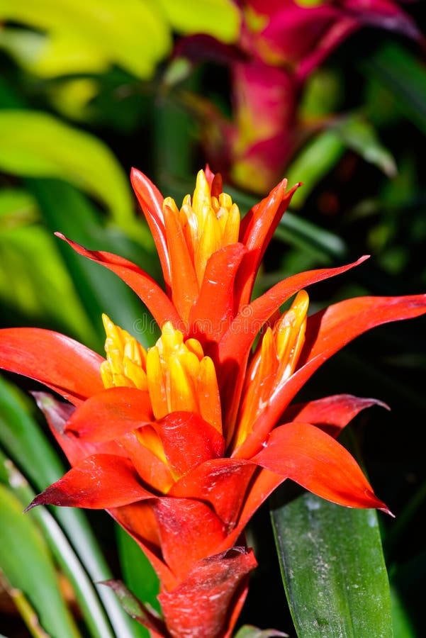 Bromeliads Flower in Botanic Garden Stock Photo - Image of botany ...