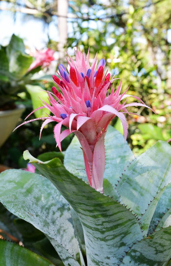 Bromeliads in Bloom stock photo. Image of weeding, pollination - 41576888