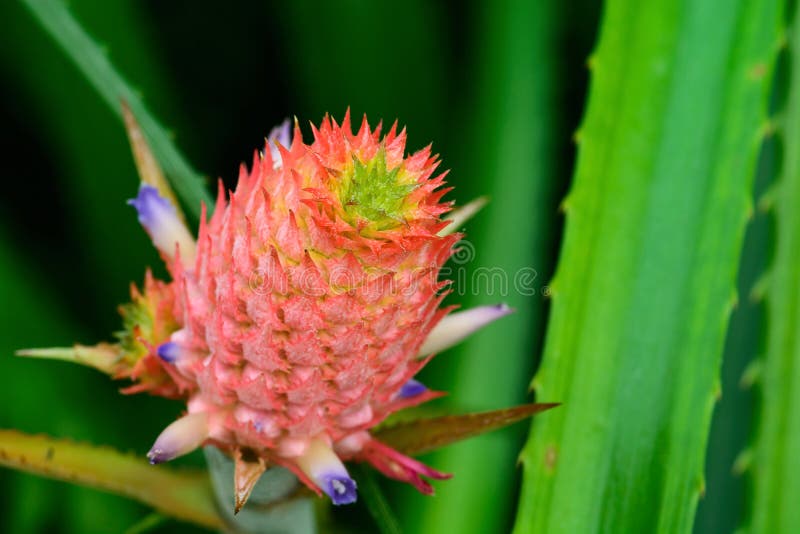 Bromeliads Pineapple in the Garden Stock Image - Image of leaf, garden ...