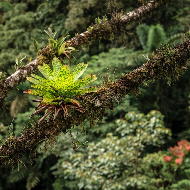 Bromeliads in the Rainforest Stock Photo - Image of branches, rica ...
