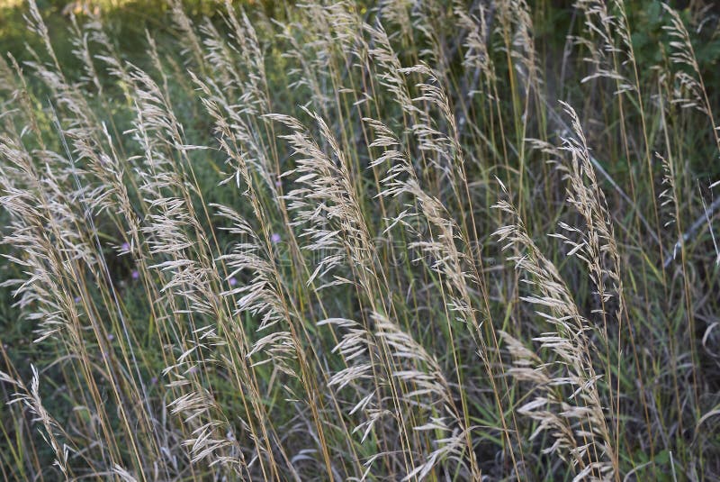 Bromus inermis in bloom stock photo. Image of inermis - 233255812