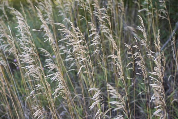 Bromus inermis in bloom stock photo. Image of outdoor - 233255810