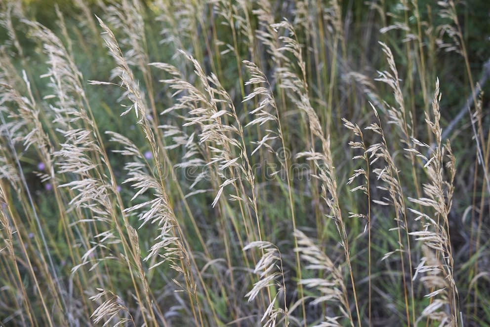 Bromus inermis in bloom stock photo. Image of outdoor - 233255810