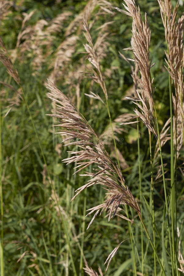 Bromus inermis close up stock photo. Image of outdoor - 170754144