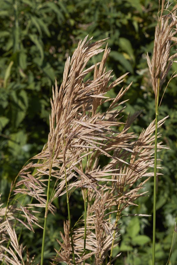 Red brome, Bromus rubens stock photo. Image of bromus - 152901336