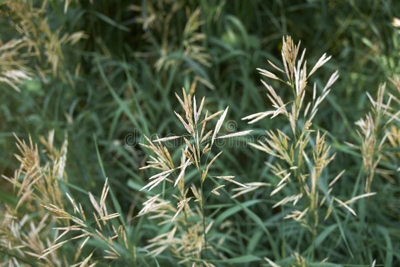 Seeds Close Up of Bromus Inermis Stock Image - Image of meadow, flower ...
