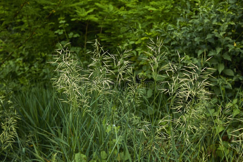 Bromus Inermis Grass in Bloom Stock Image - Image of perennial ...