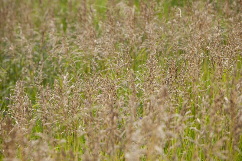 Smooth Brome Grass Bromus Inermis on a Colorful Meadow, Blue Sky, White ...