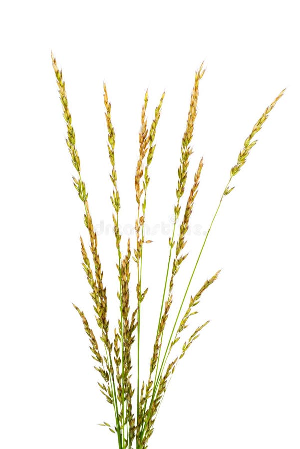 BROMUS (POACEAE) Plant Grass Isolated on White Stock Photo - Image of ...