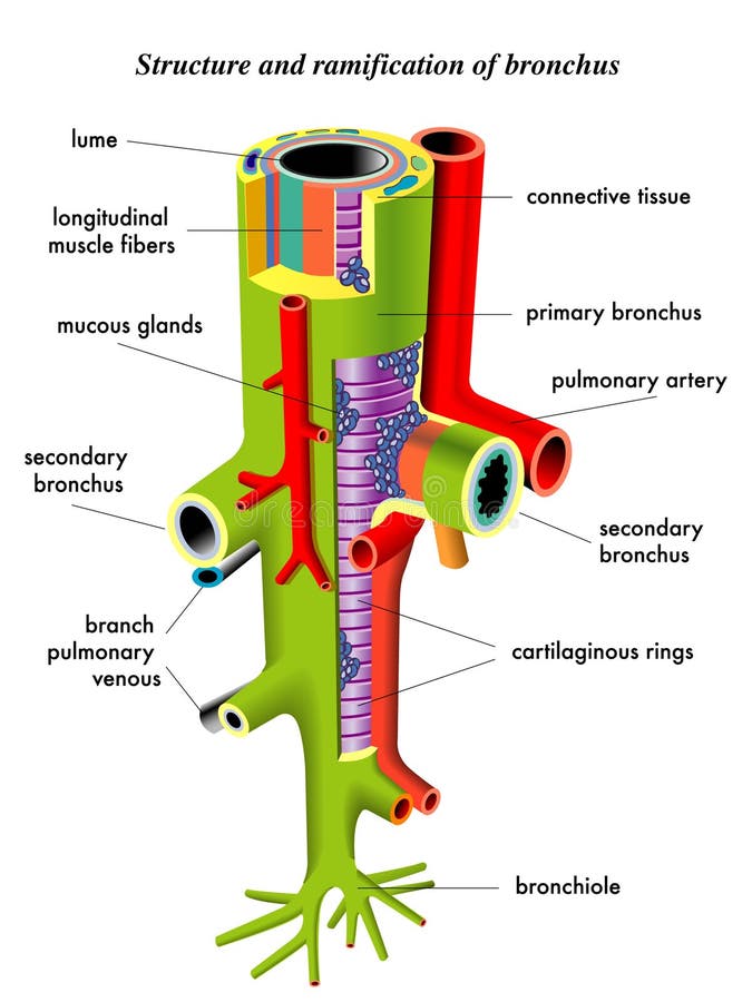 Anatomie de la bronche illustration de vecteur. Illustration du boucles ...