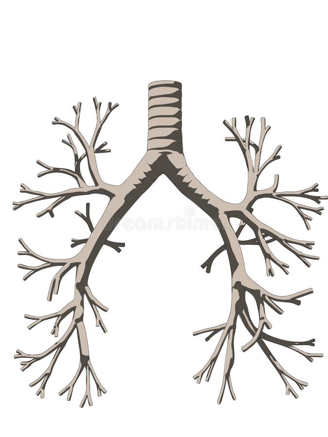 Bronchi stock vector. Illustration of anatomical, internal - 9501113