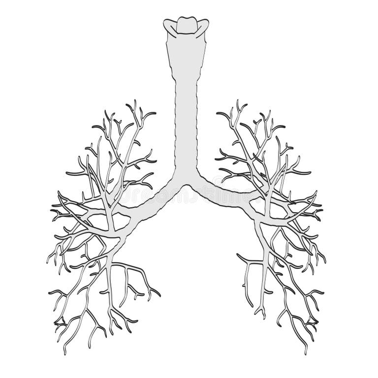 Bronchi stock illustration. Illustration of nternal, respiratory - 70186155