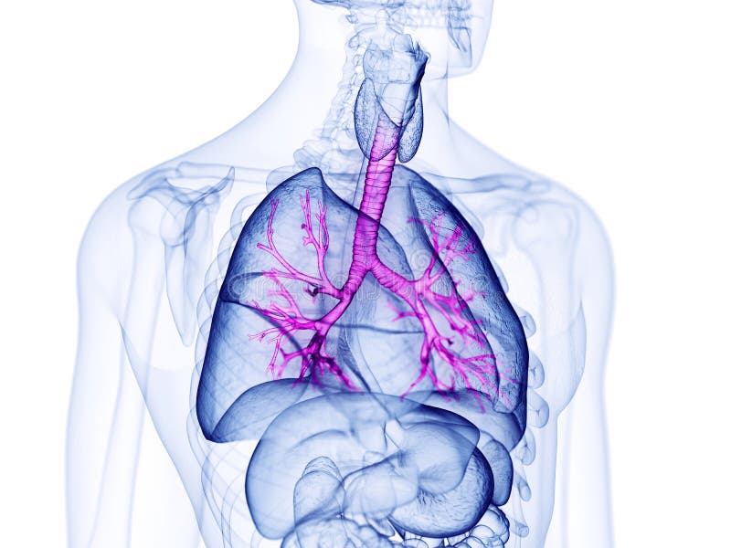 The bronchi stock illustration. Illustration of chronic - 168616743