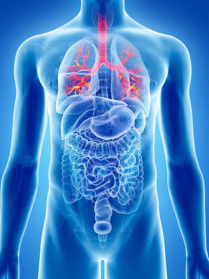 The bronchi stock illustration. Illustration of biology - 73540027