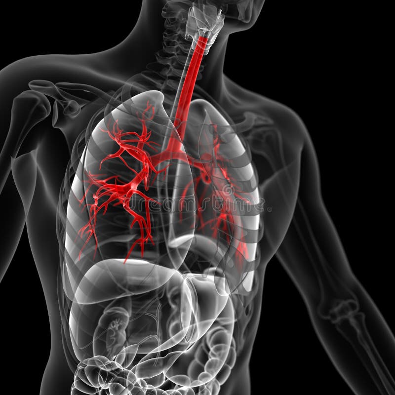 The bronchi stock illustration. Illustration of science - 45382446