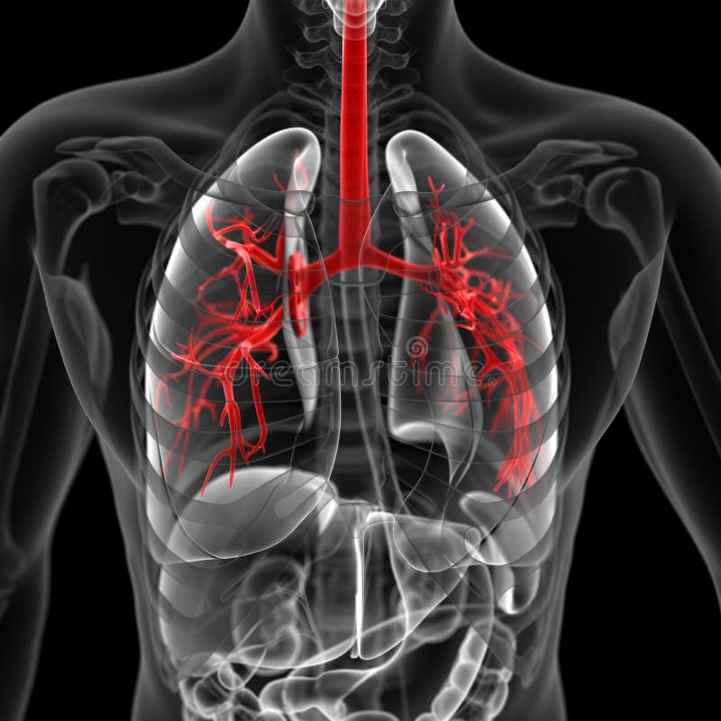 The bronchi stock illustration. Illustration of healthy - 45382452