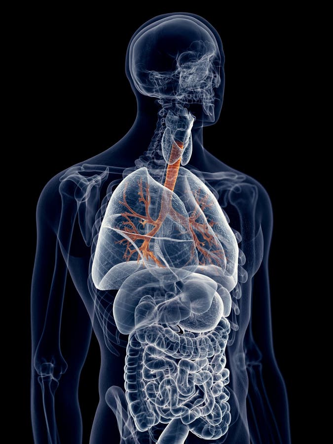 The bronchi stock illustration. Illustration of anatomical - 57504539