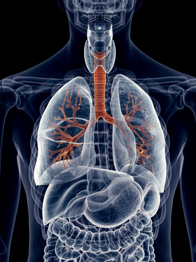 The bronchi stock illustration. Illustration of lung - 57504577