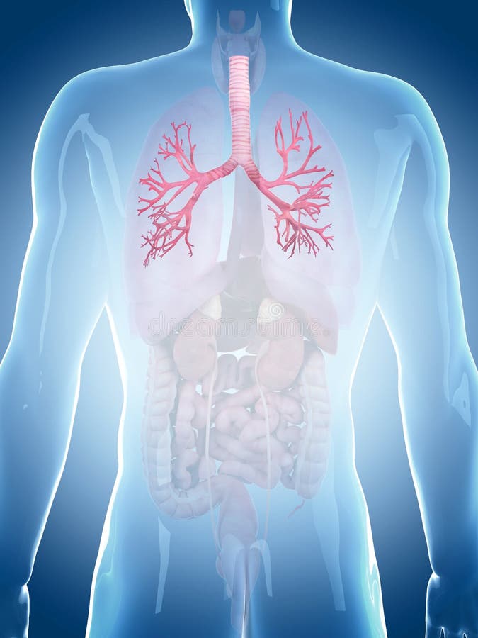 The bronchi stock illustration. Illustration of science - 59792182