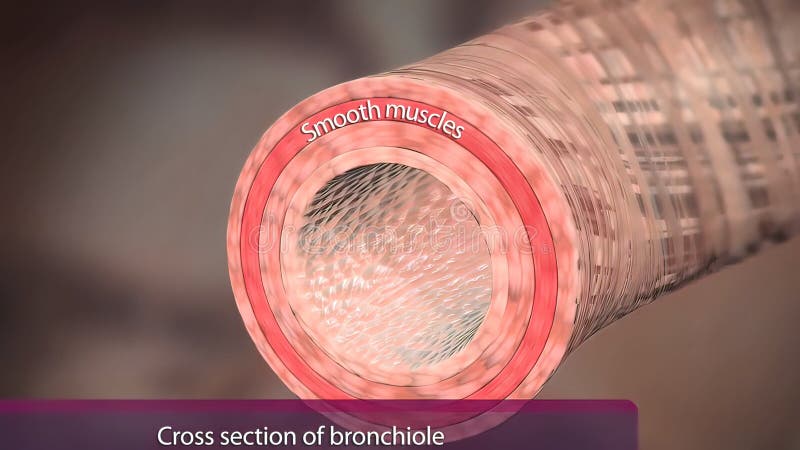 Bronchial Constriction Stock Illustrations – 40 Bronchial Constriction ...