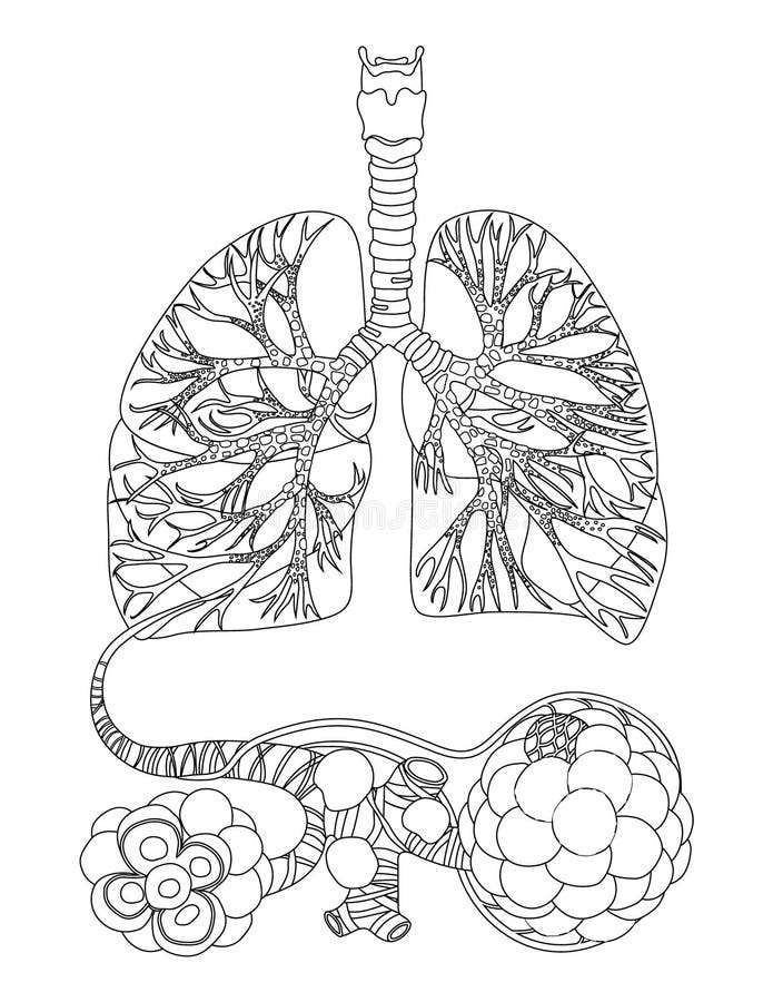Bronchi Y Anatomía De Alveolos Pulmonares Ilustración del Vector ... Bronchi Y Anatomía De Alveolos Pulmonares Ilustración del Vector ...
