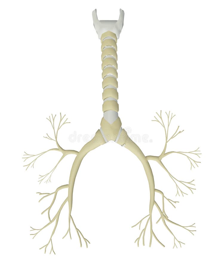 Bronchial tree stock illustration. Illustration of pink - 20704714