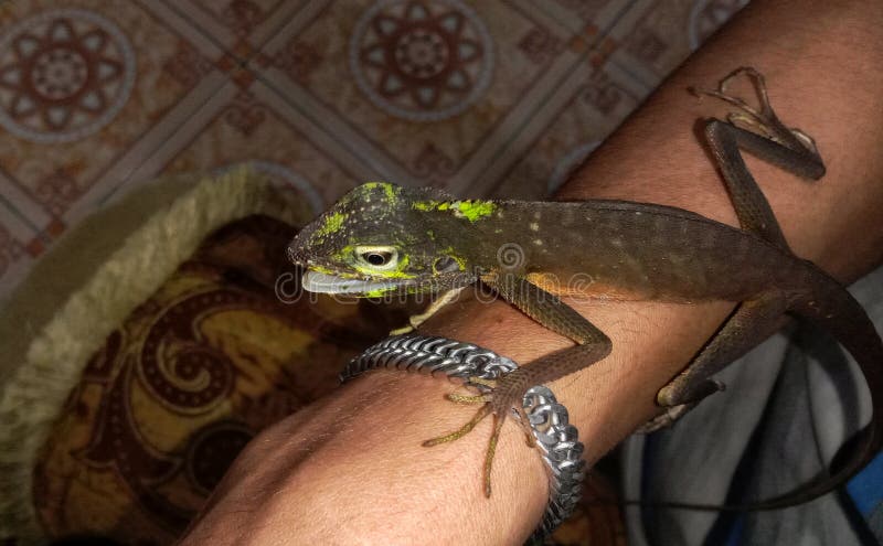 Bronchocela Jubata | Indonesian Chameleon Stock Photo - Image of ...