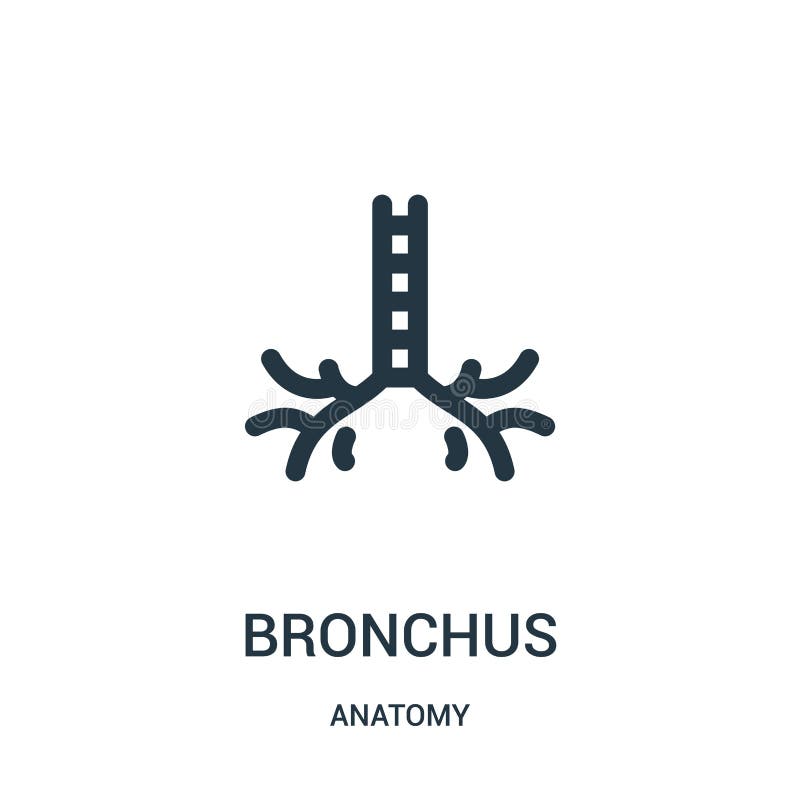 Bronchus Icon Vector from Anatomy Collection. Thin Line Bronchus ...