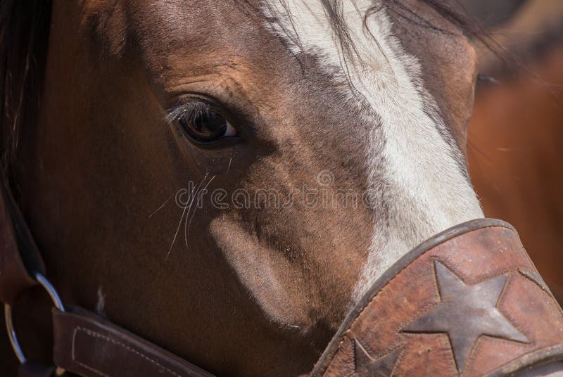 Bronco Horse stock photo. Image of horse, rodeo, animals - 61586912