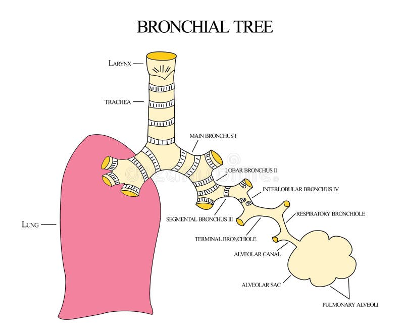 Bronkial tree stock illustrationer. Illustration av bröstkorg - 20704714