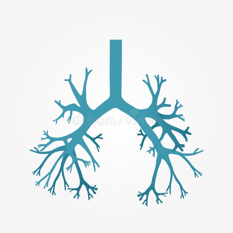 Bronquio Ilustraciones Stock, Vectores, Y Clipart – (3,872 ...