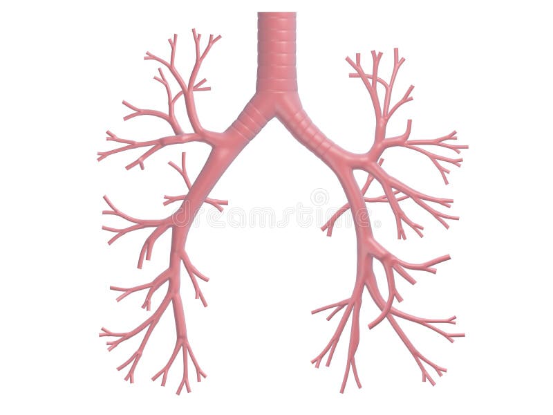 Bronquios stock de ilustración. Ilustración de respire - 5498744