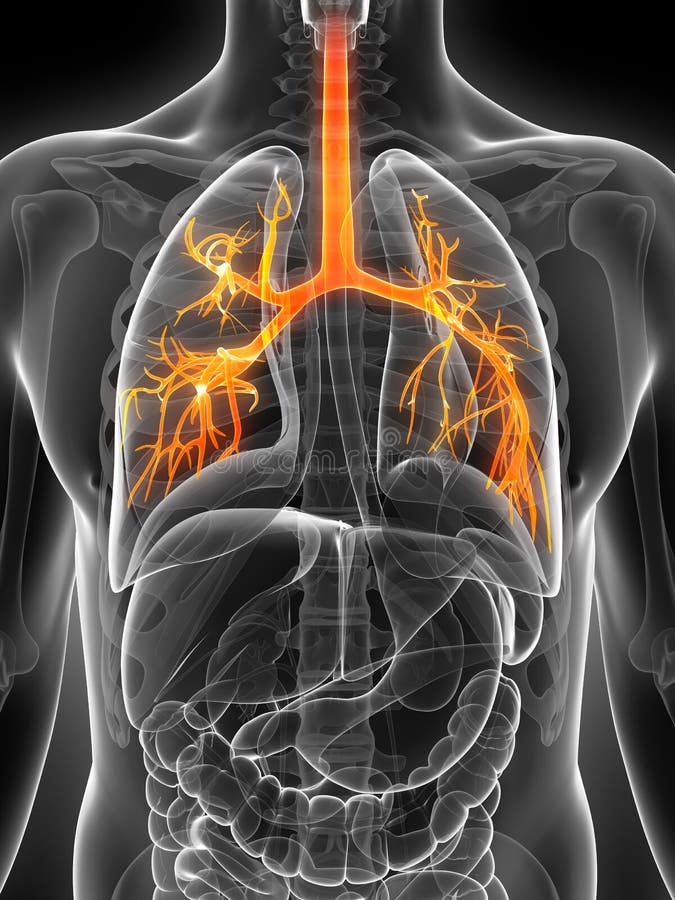 Bronquios destacados stock de ilustración. Ilustración de resaltar ...