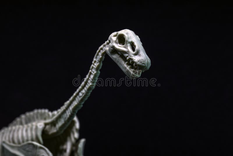 Brontosaurus Dinosaur Skeleton Model Stock Image - Image of gigantic ...