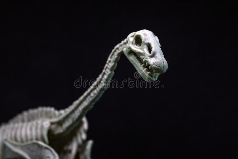 Brontosaurus Dinosaur Skeleton Model Stock Photo - Image of inside ...